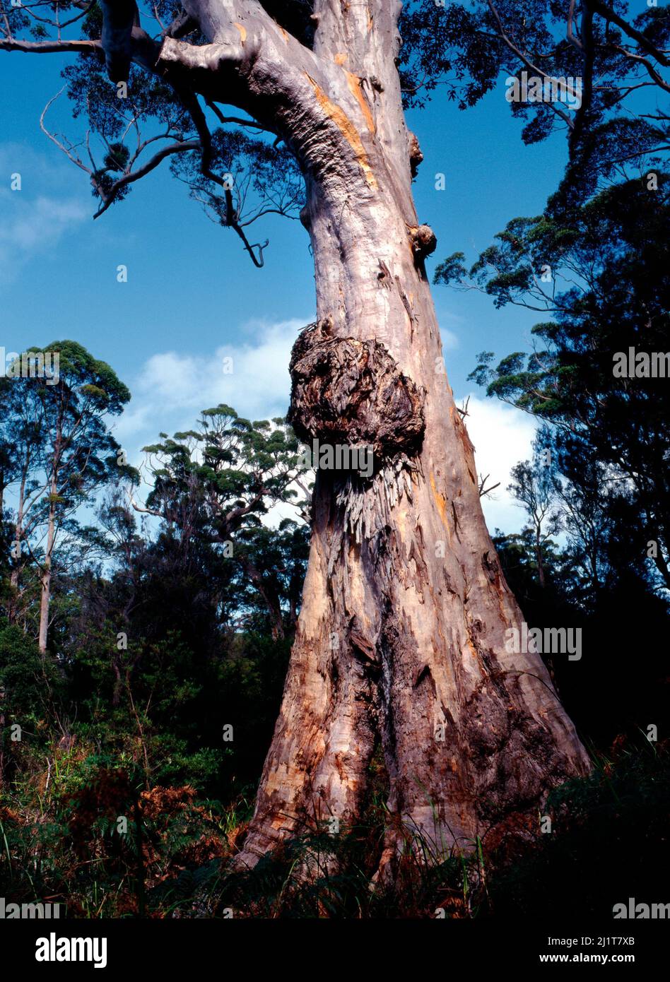 The Trunk of a Giant Eucalyptus Gum Tree, Tasmania, Australia Stock ...