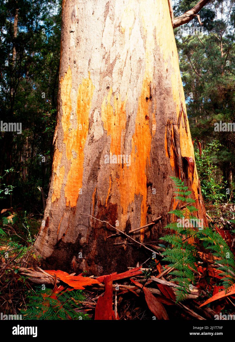 The Trunk of a Giant Eucalyptus Gum Tree, Tasmania, Australia Stock ...