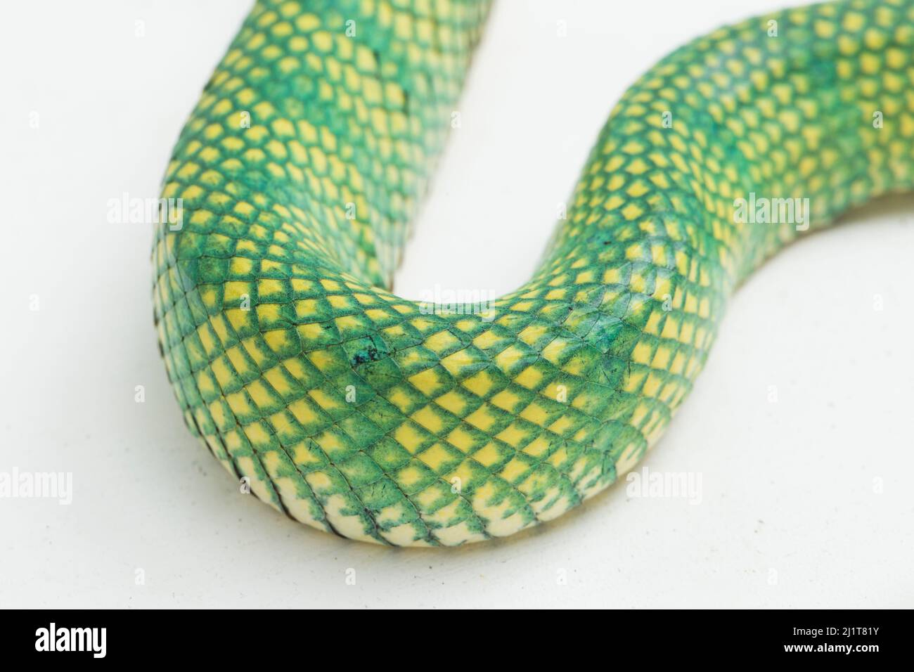 Borneo Keeled Pit Viper Tropidolaemus subannulatus isolated on white ...