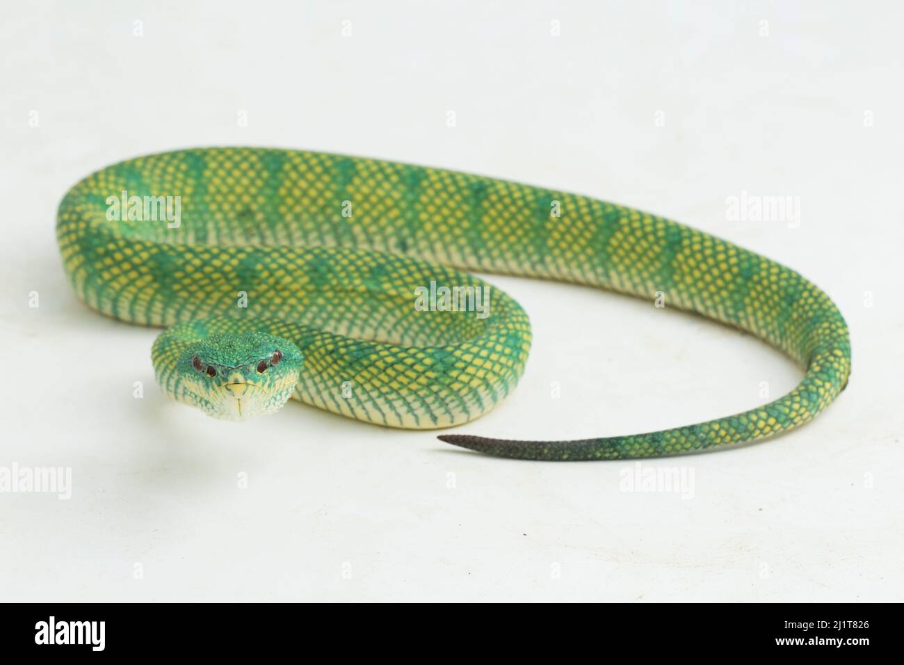 Borneo Keeled Pit Viper Tropidolaemus subannulatus isolated on white ...