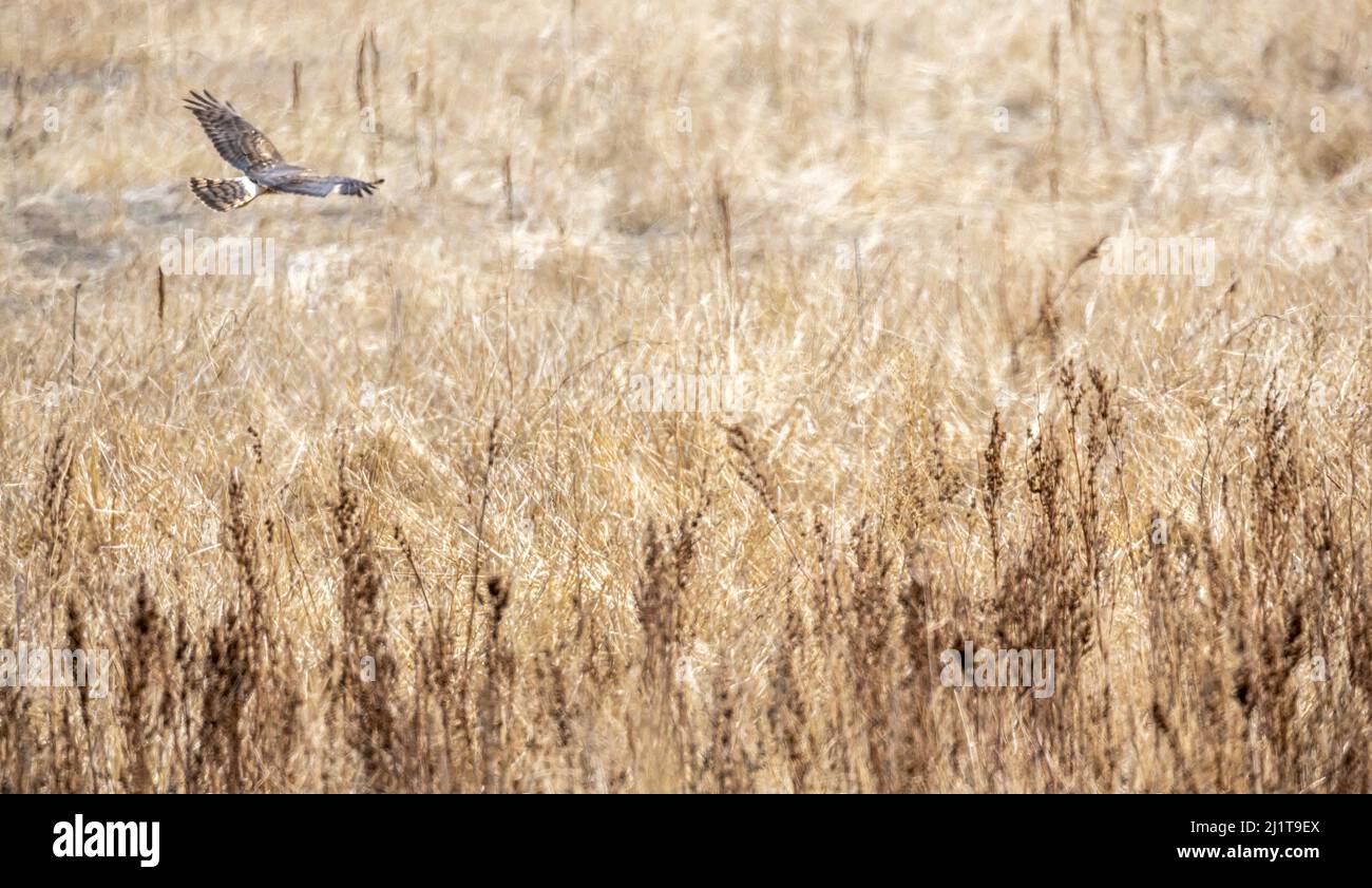 Flying Buzzard with blurred dry grass background in Barr Lake State ...