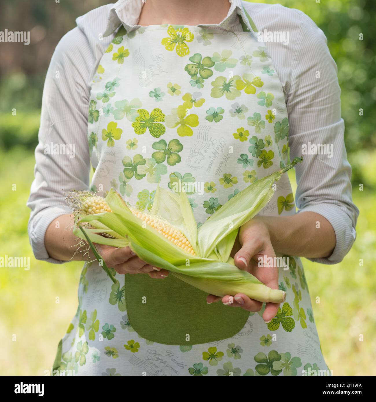 A woman with a corn in her hands, on a farm, or a vegetable garden. The ...