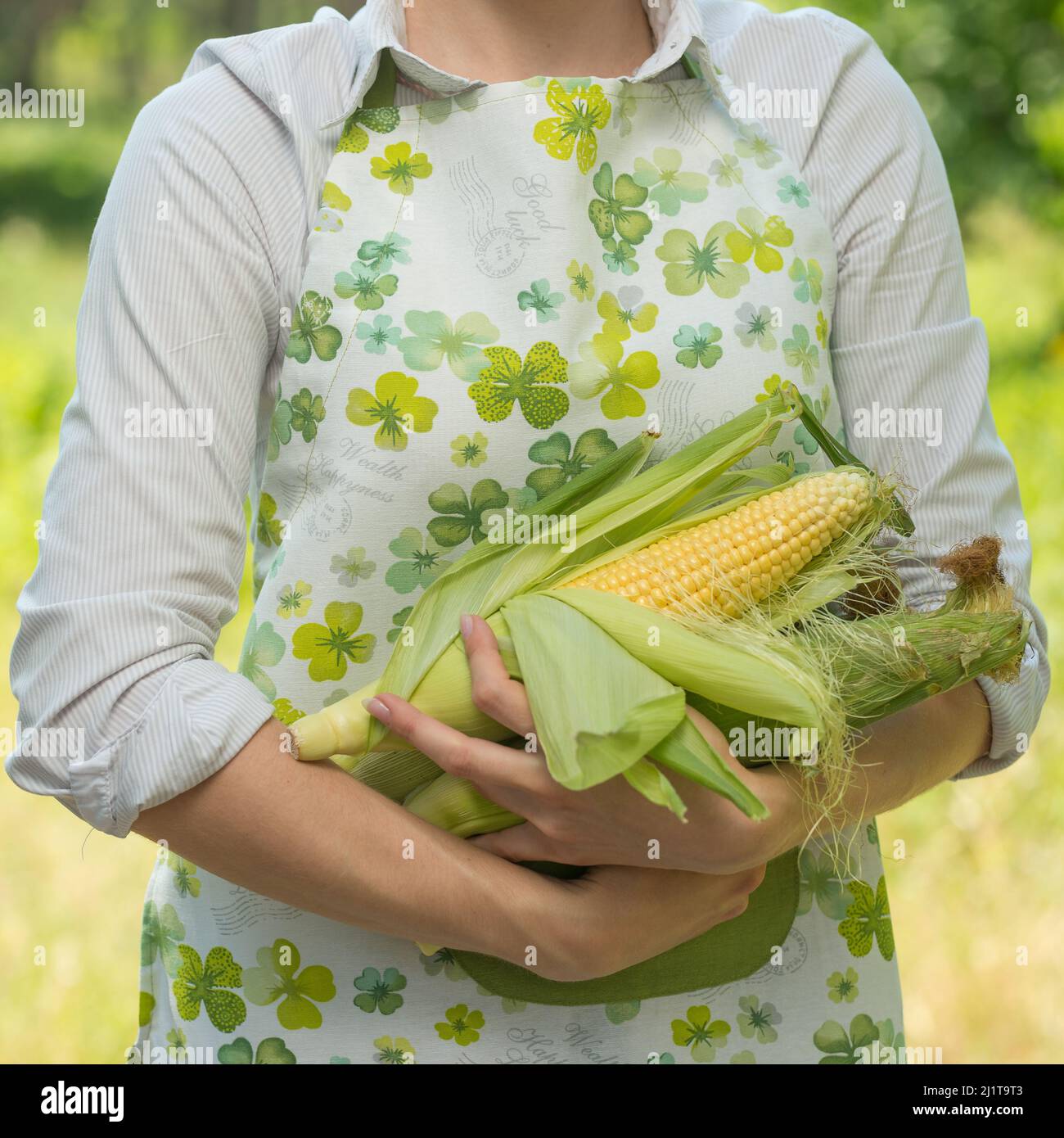 A woman with a corn in her hands, on a farm, or a vegetable garden. The ...