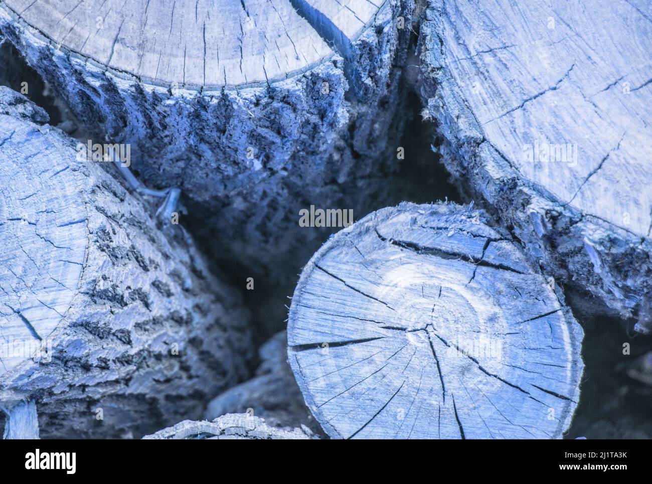 Round log cut with wood texture with crevices and knots, blue tinted ...