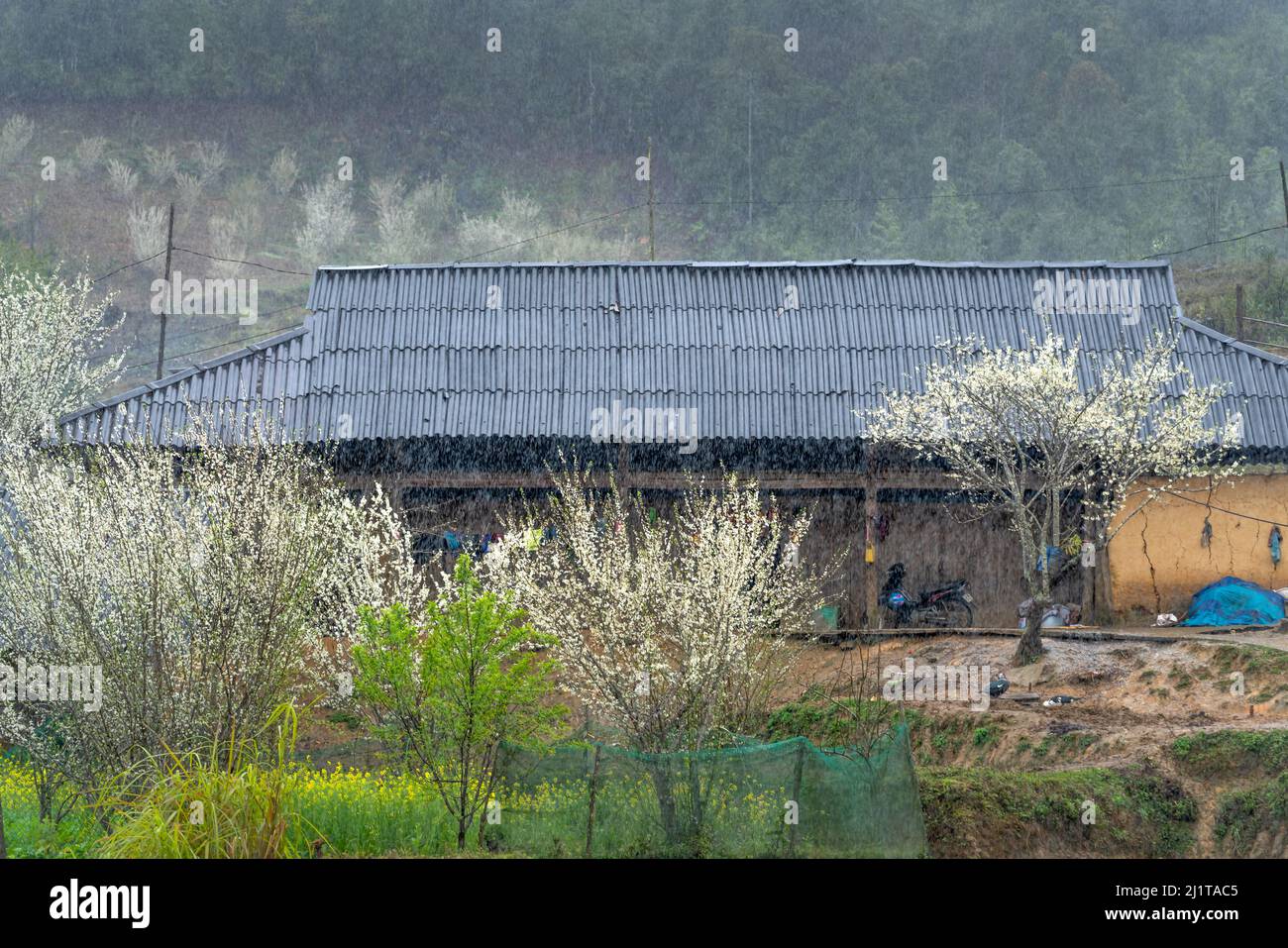 Spring, plum blossom and peach blossom season bloom in the northwest ...