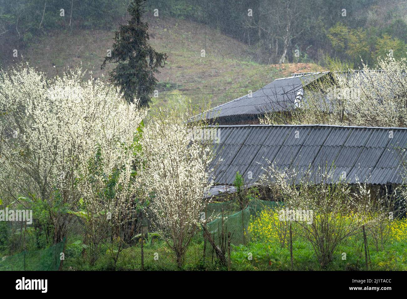 Spring, plum blossom and peach blossom season bloom in the northwest ...