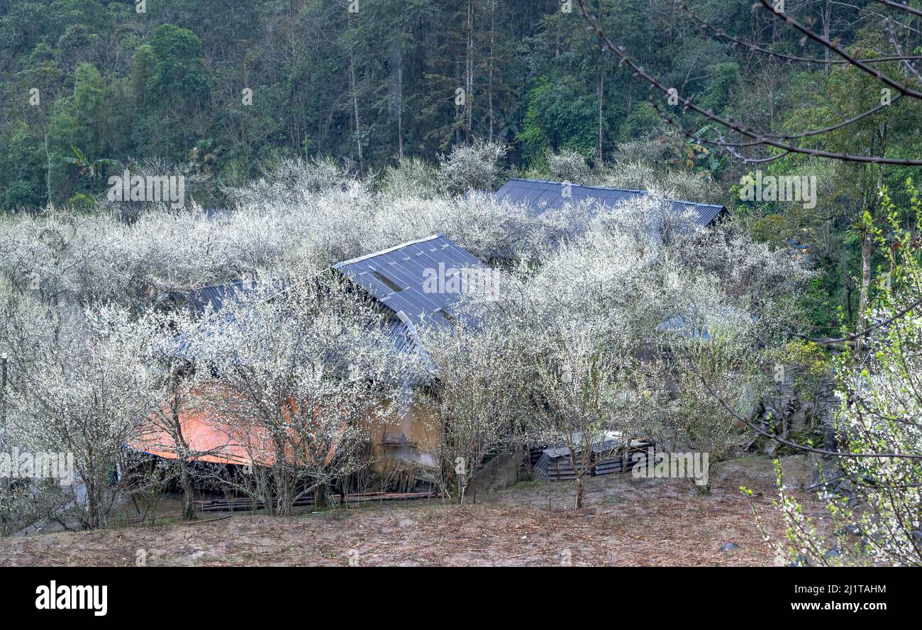 Spring, plum blossom and peach blossom season bloom in the northwest ...