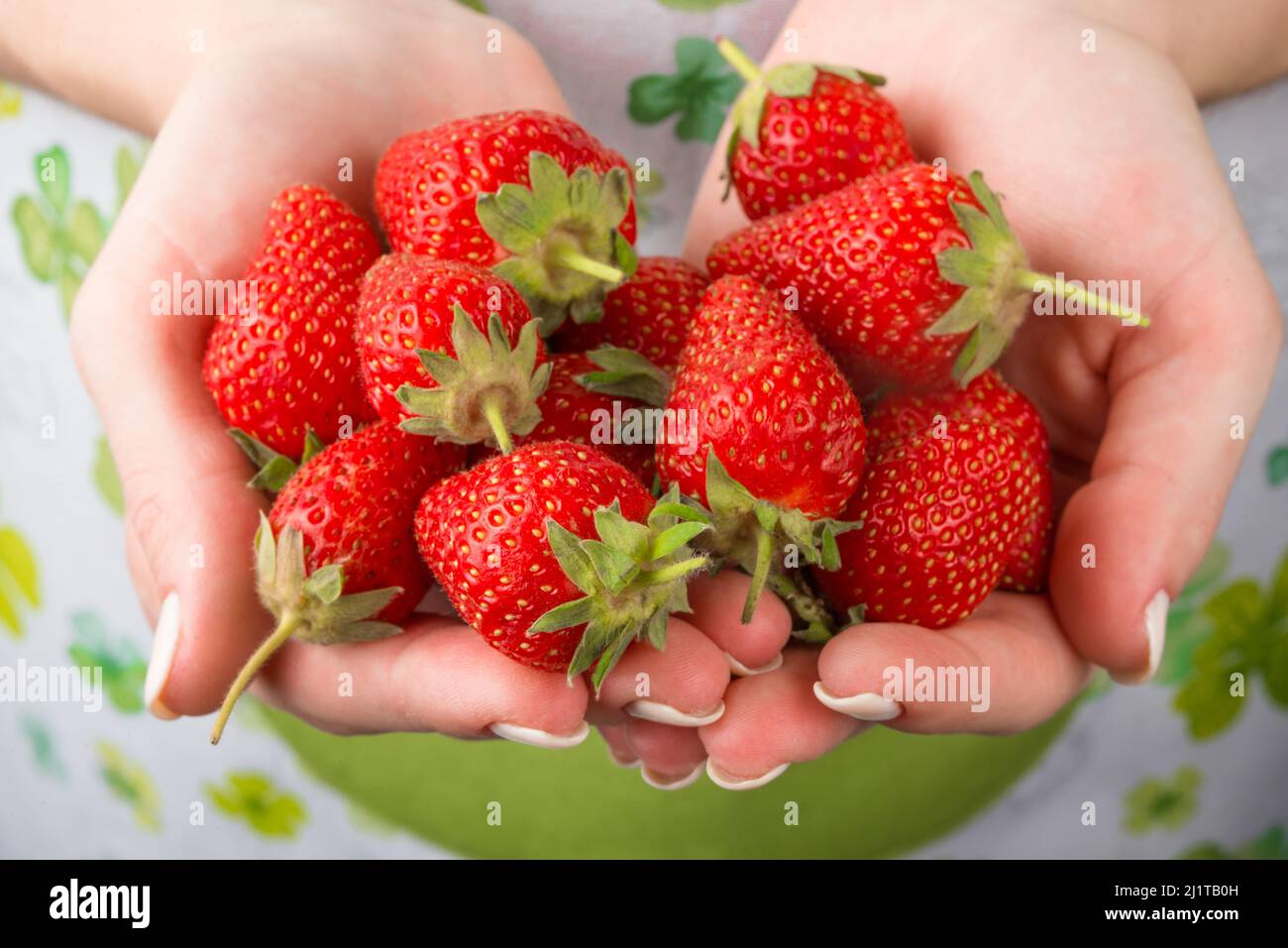 Female hands strawberries closeup girl hi-res stock photography and ...