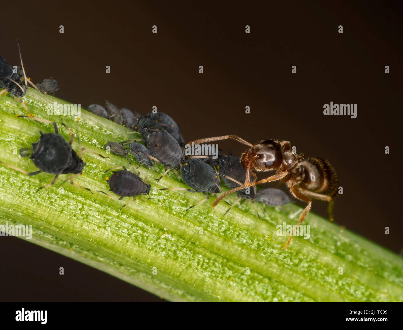 Field ant, Formica species, tending aphids. Anta protect aphids and ...