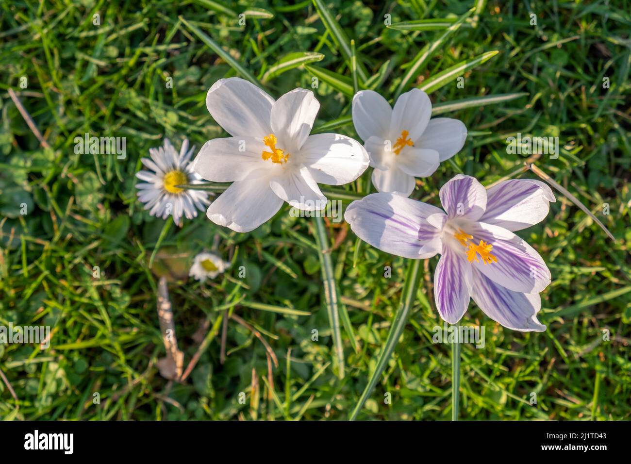 crocus flower is blooming at the meadow in springtime with sun Stock ...
