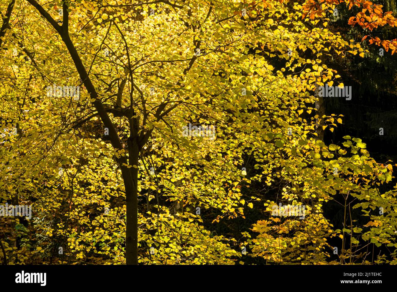 Saxon switzerland trees hi-res stock photography and images - Alamy