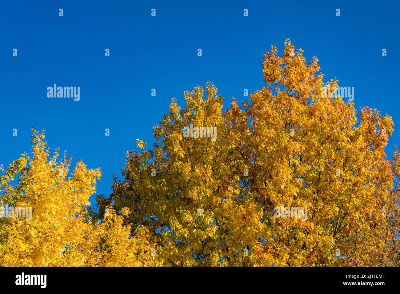 Saxon switzerland trees hi-res stock photography and images - Alamy