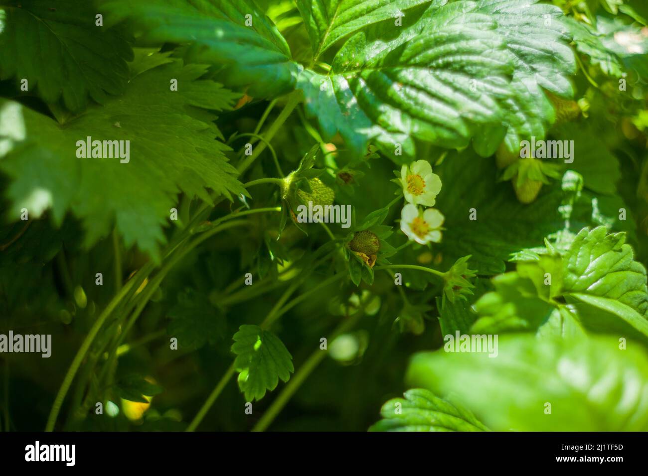 Strawberry bush texture Stock Photo - Alamy