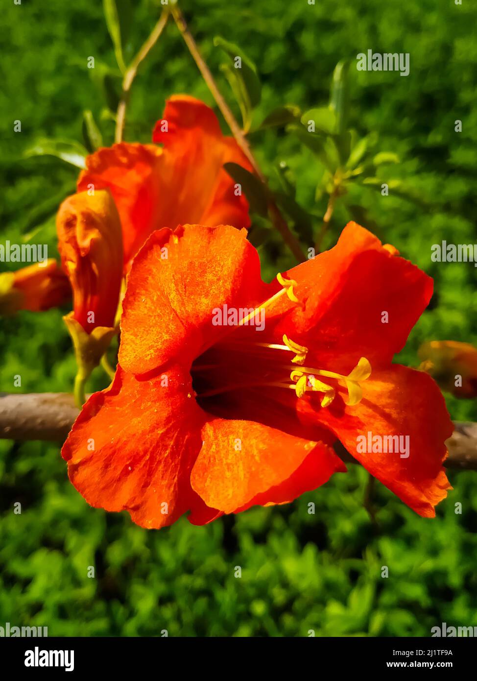 Rohida tree hi-res stock photography and images - Alamy
