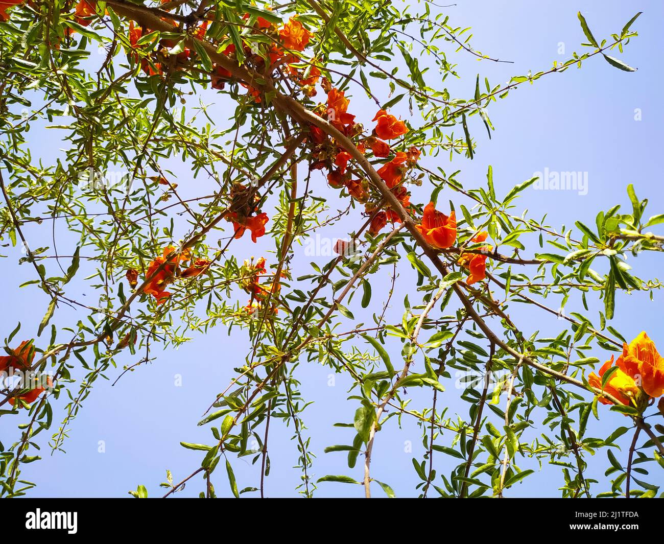 Tecomella undulata flowers hi-res stock photography and images - Alamy