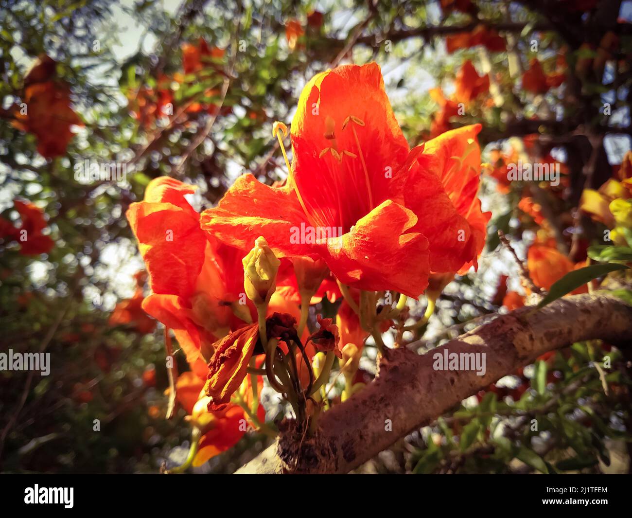 Tecomella undulata rohida hi-res stock photography and images - Alamy