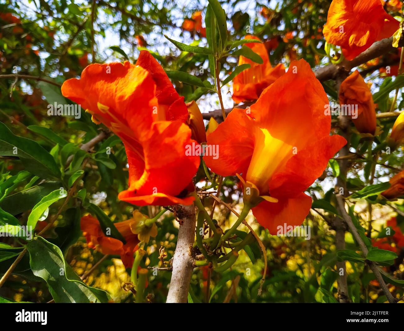 Selective focus Beautiful blossoming flowers of Tecomella Undulata on ...