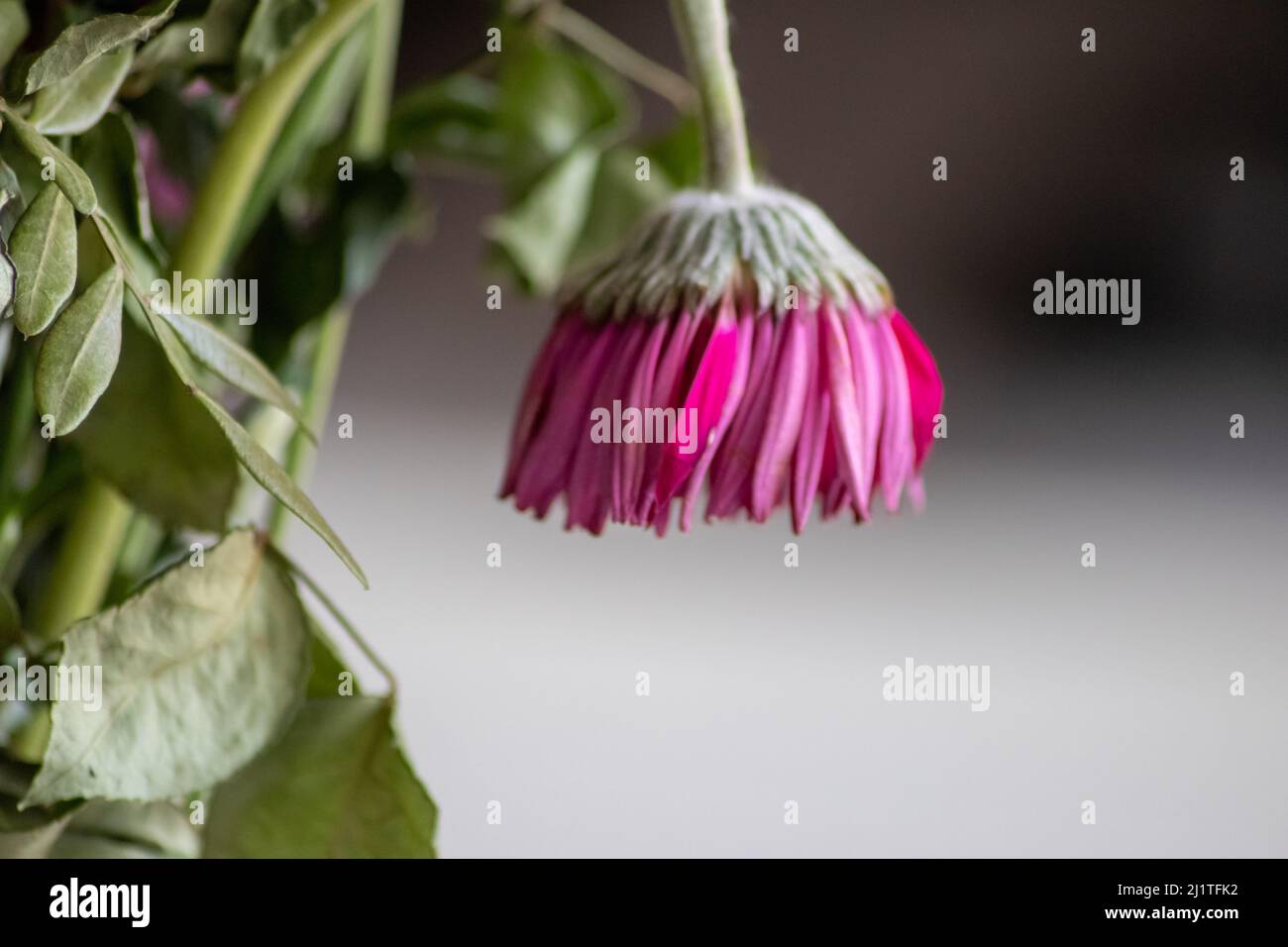 Human beeing hi-res stock photography and images - Alamy