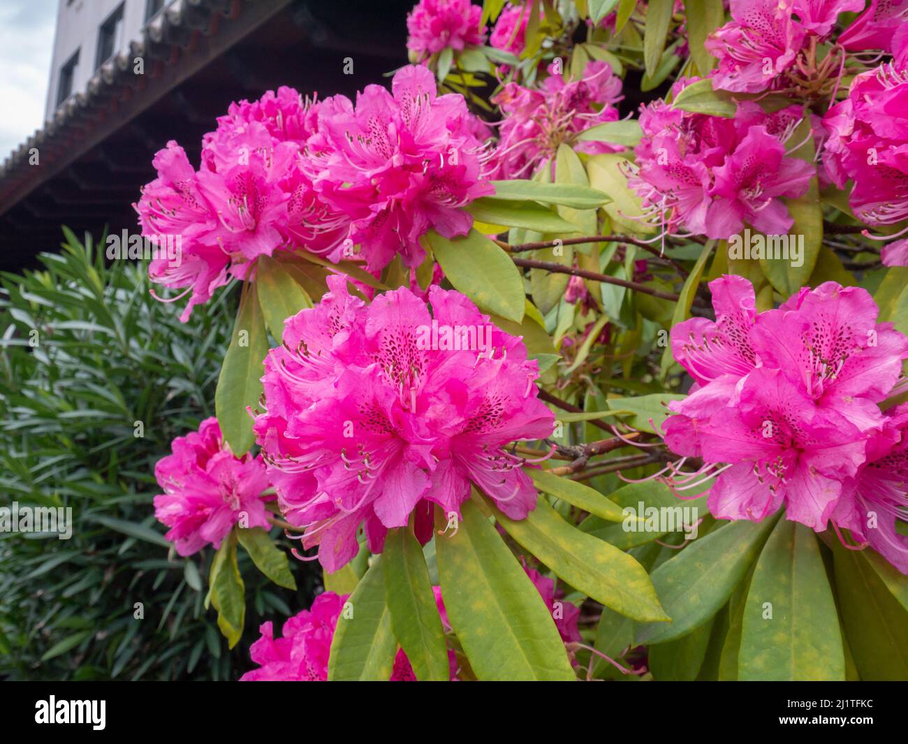 Rhododendron plant with bright pink flowers in the ornamental garden ...