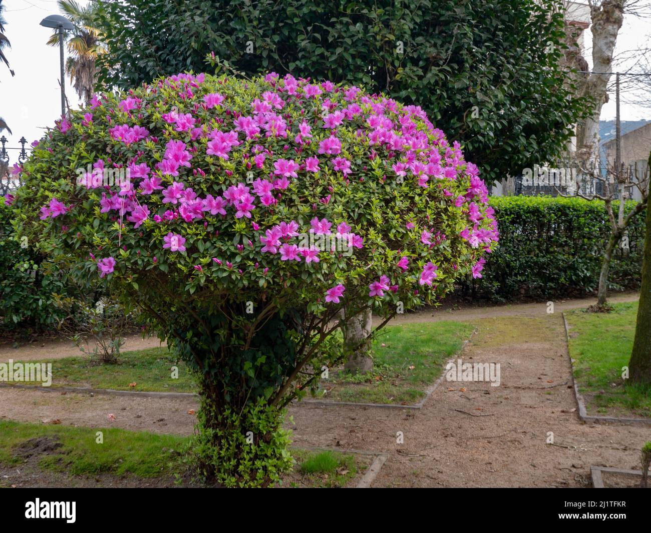 Azalea pruned plant with bright pink flowers in the park. Rhododendron ...