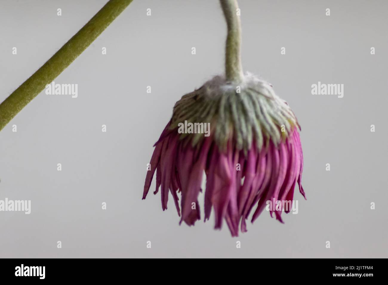 Human beeing hi-res stock photography and images - Alamy