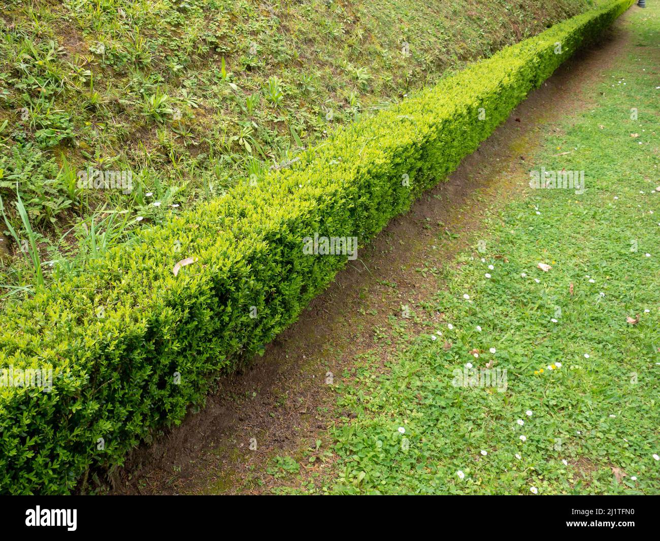 Common box buxus sempervirens garden hi-res stock photography and ...