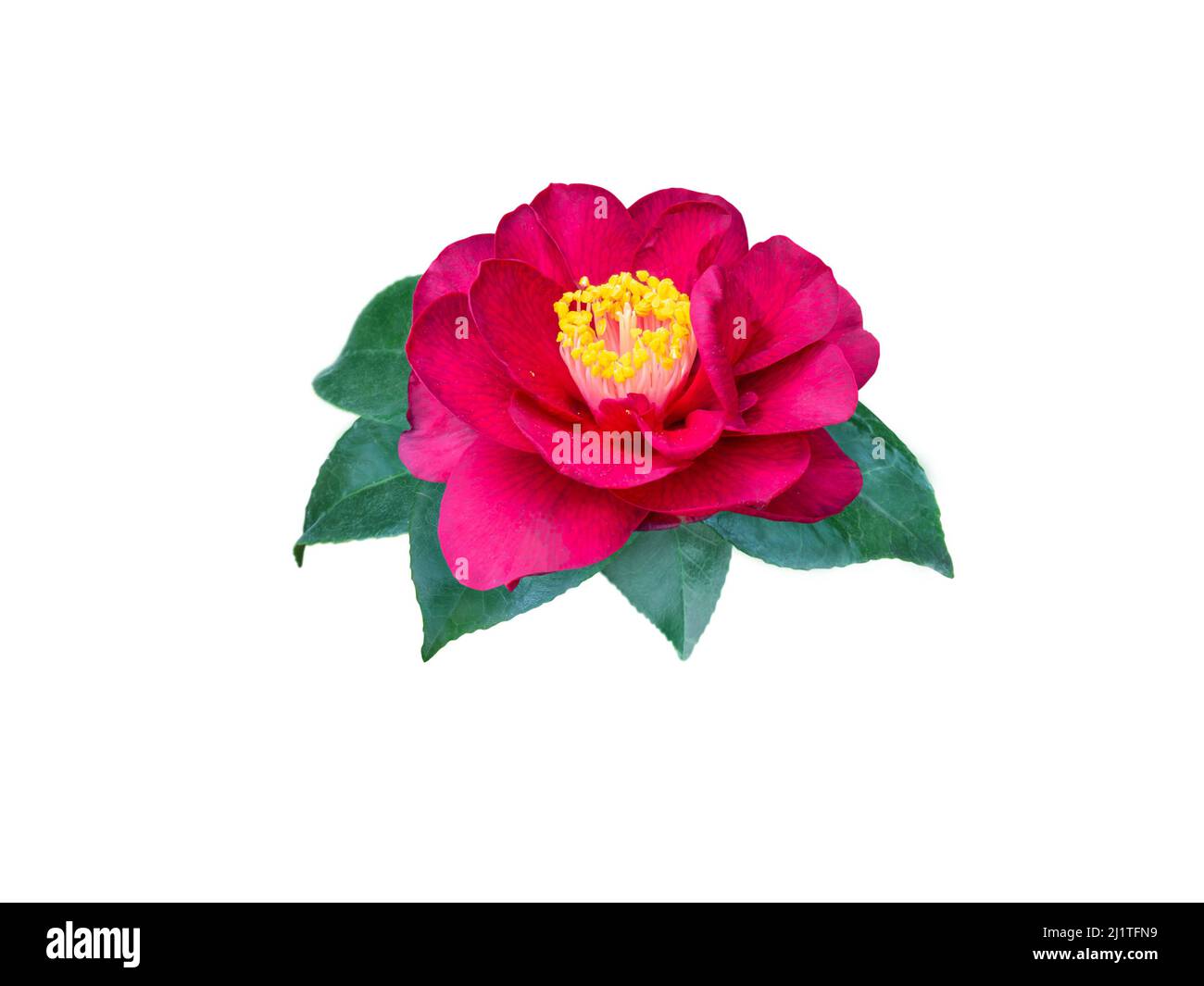 Dark-red camellia japonica double form flower and leaves isolated on ...