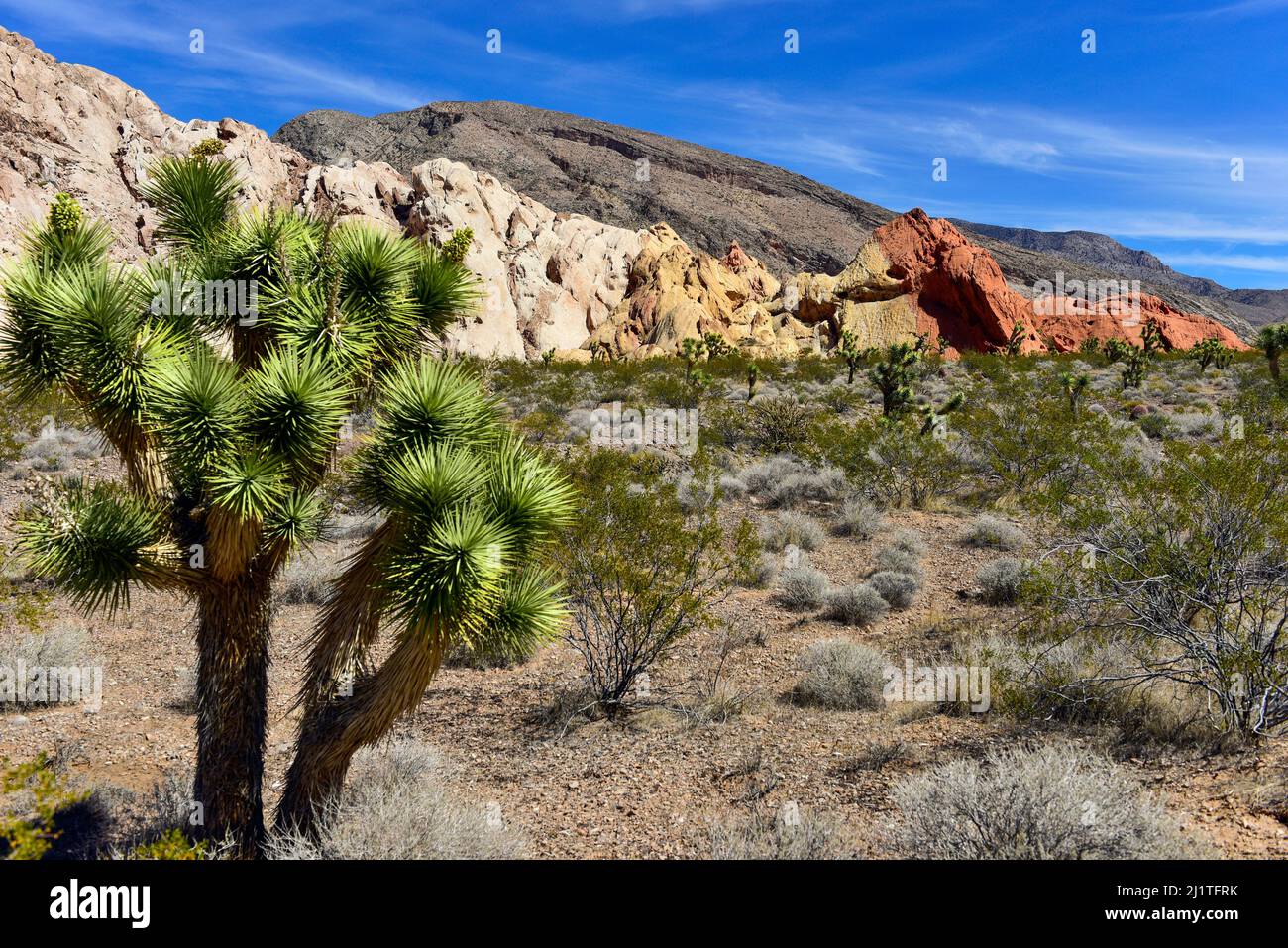 Gold butte national monument hi-res stock photography and images - Alamy
