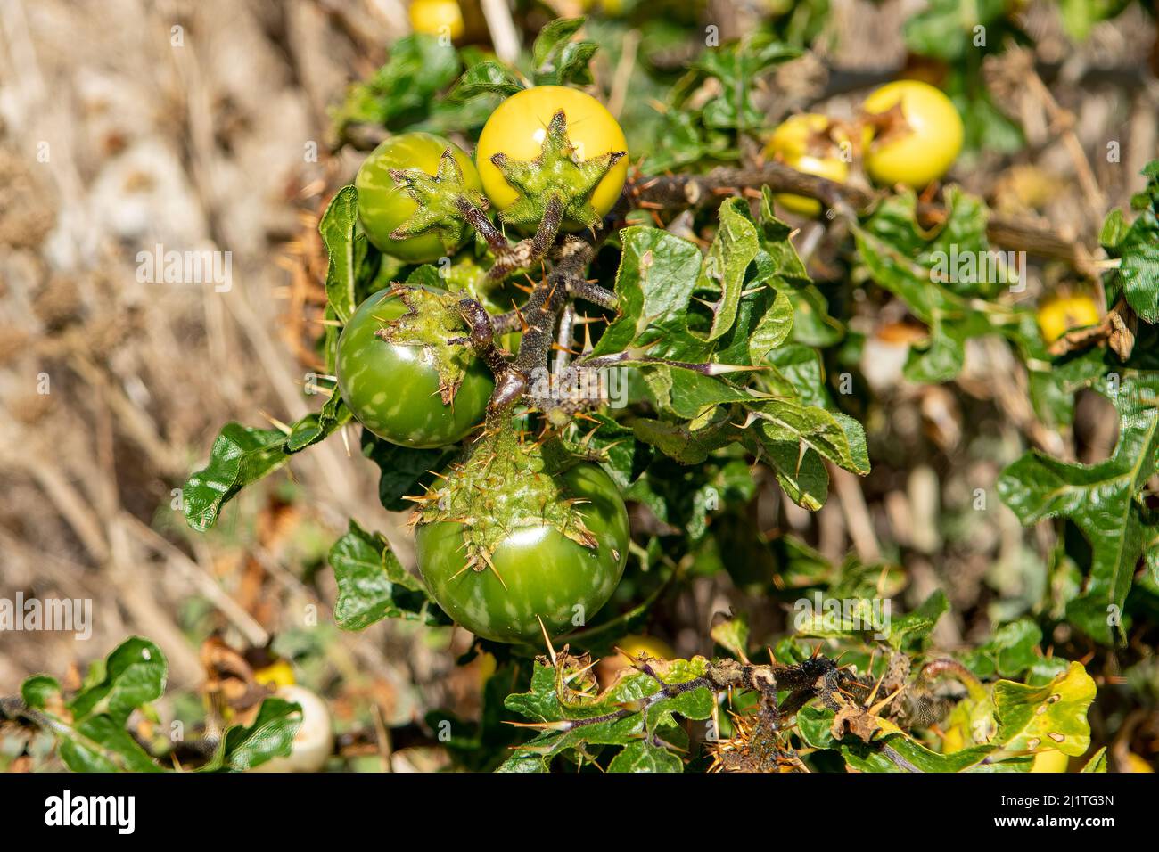 Apple of sodom hi-res stock photography and images - Alamy