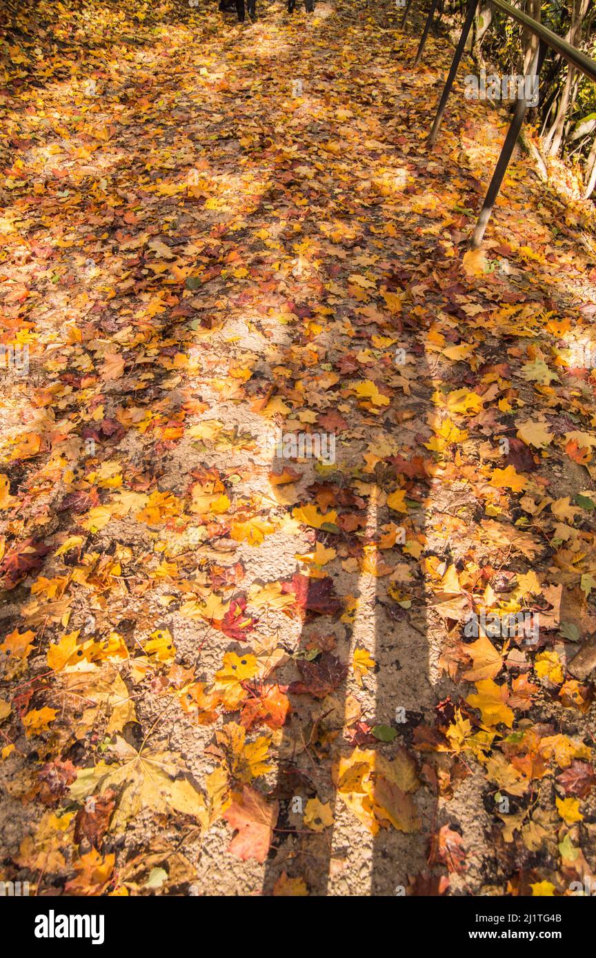 Vertical autumn background with fallen maple leaves of different colors ...