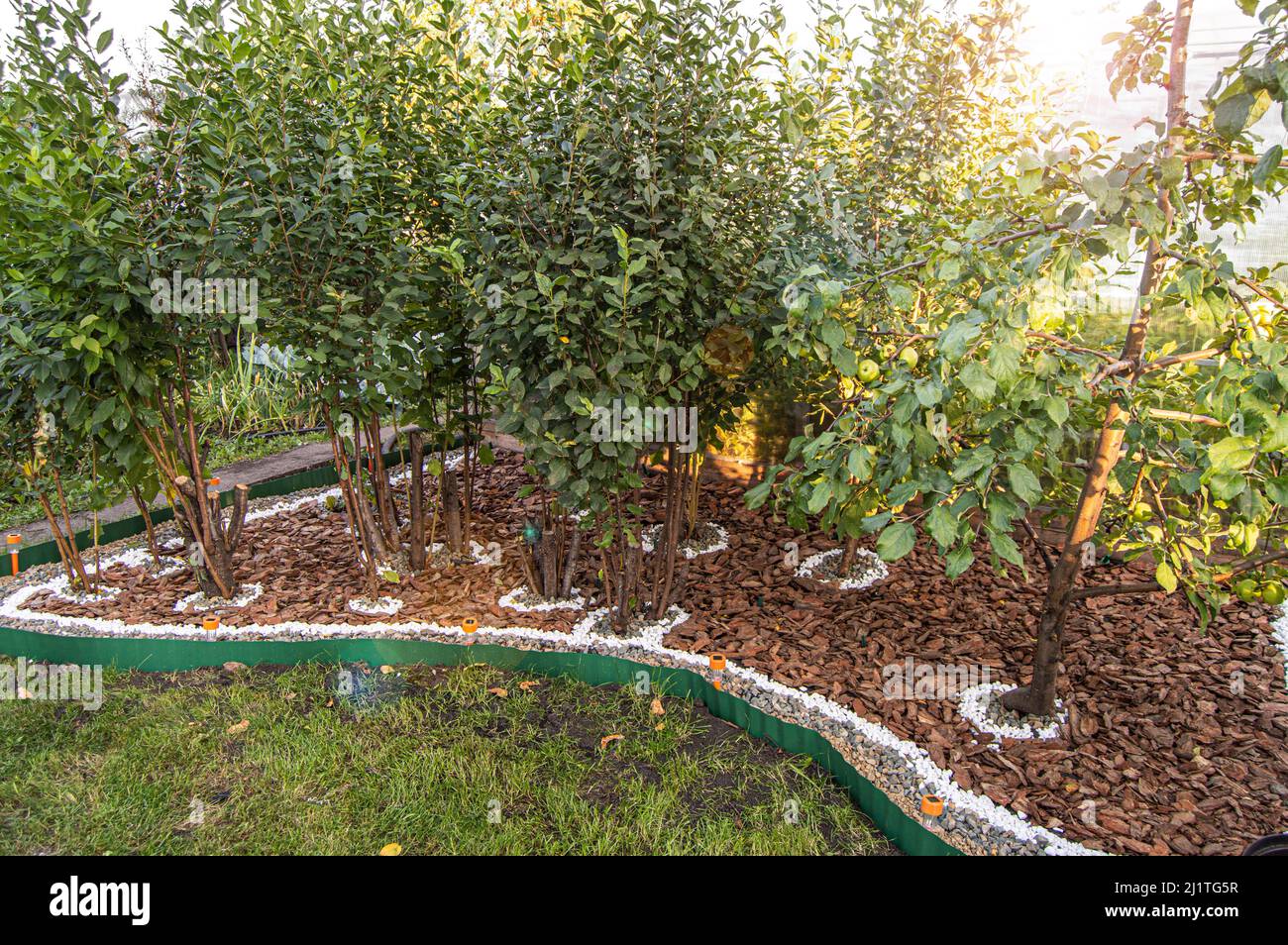 Young cherry and pear fruit trees grow in the garden, beautiful ...