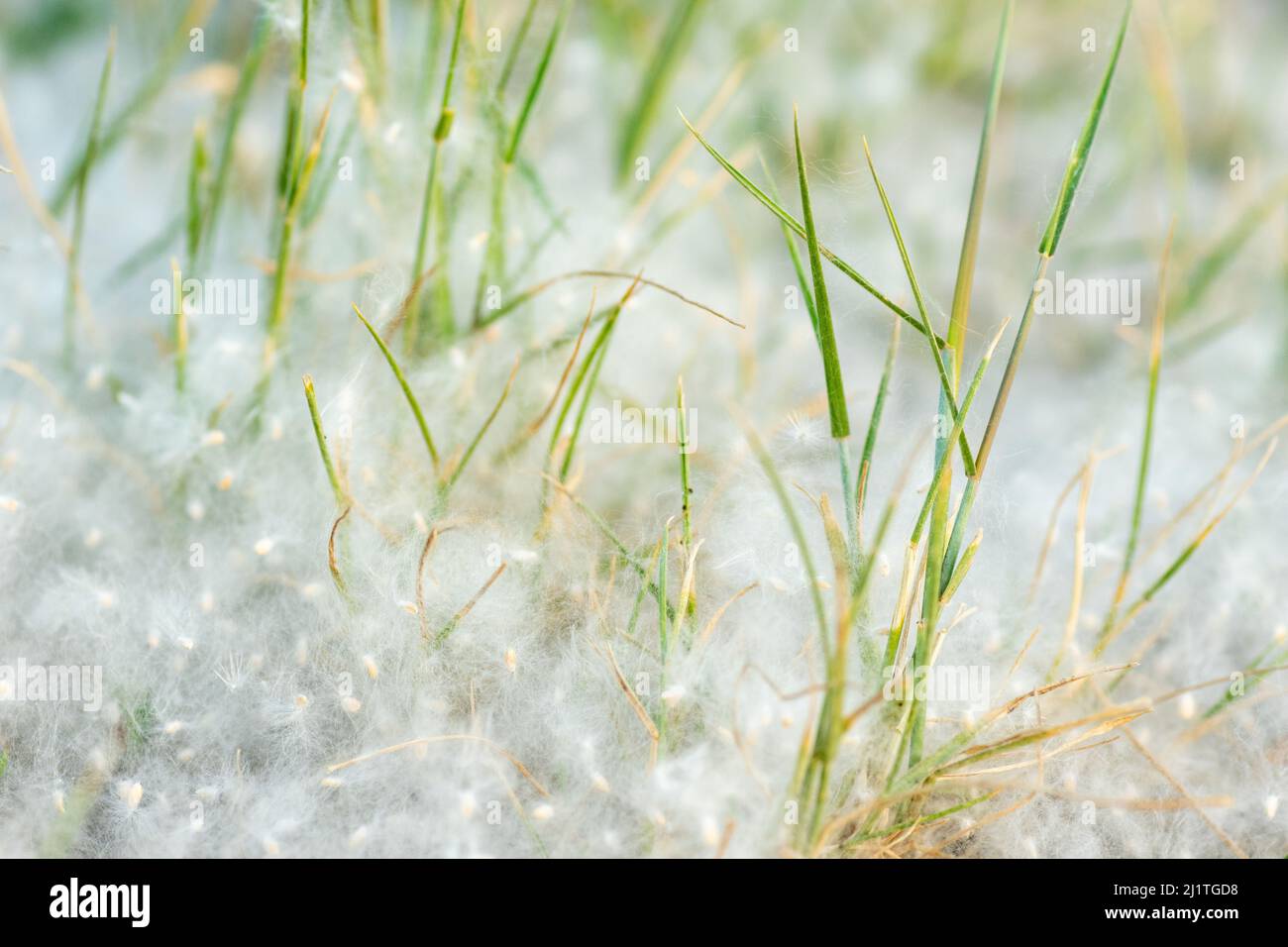 Poplar fluff on the road. Grass in poplar fluff, close-up. Fluffy fluff ...