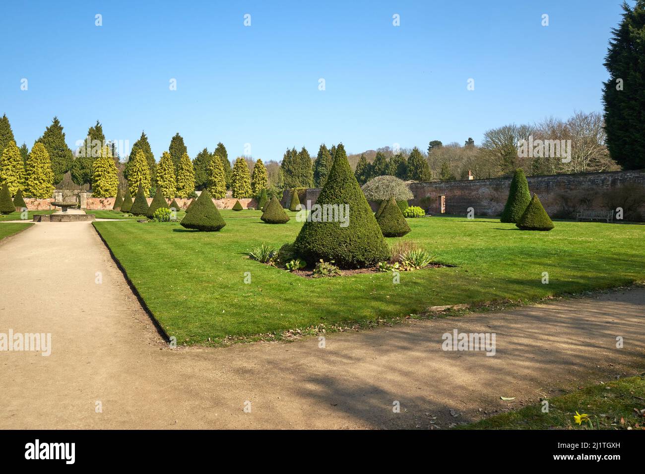 Conical shaped bushes in a topiary garden Stock Photo - Alamy