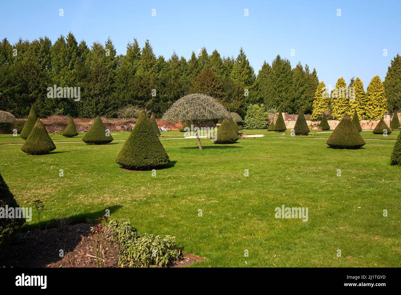 Conical shaped topiary hi-res stock photography and images - Alamy