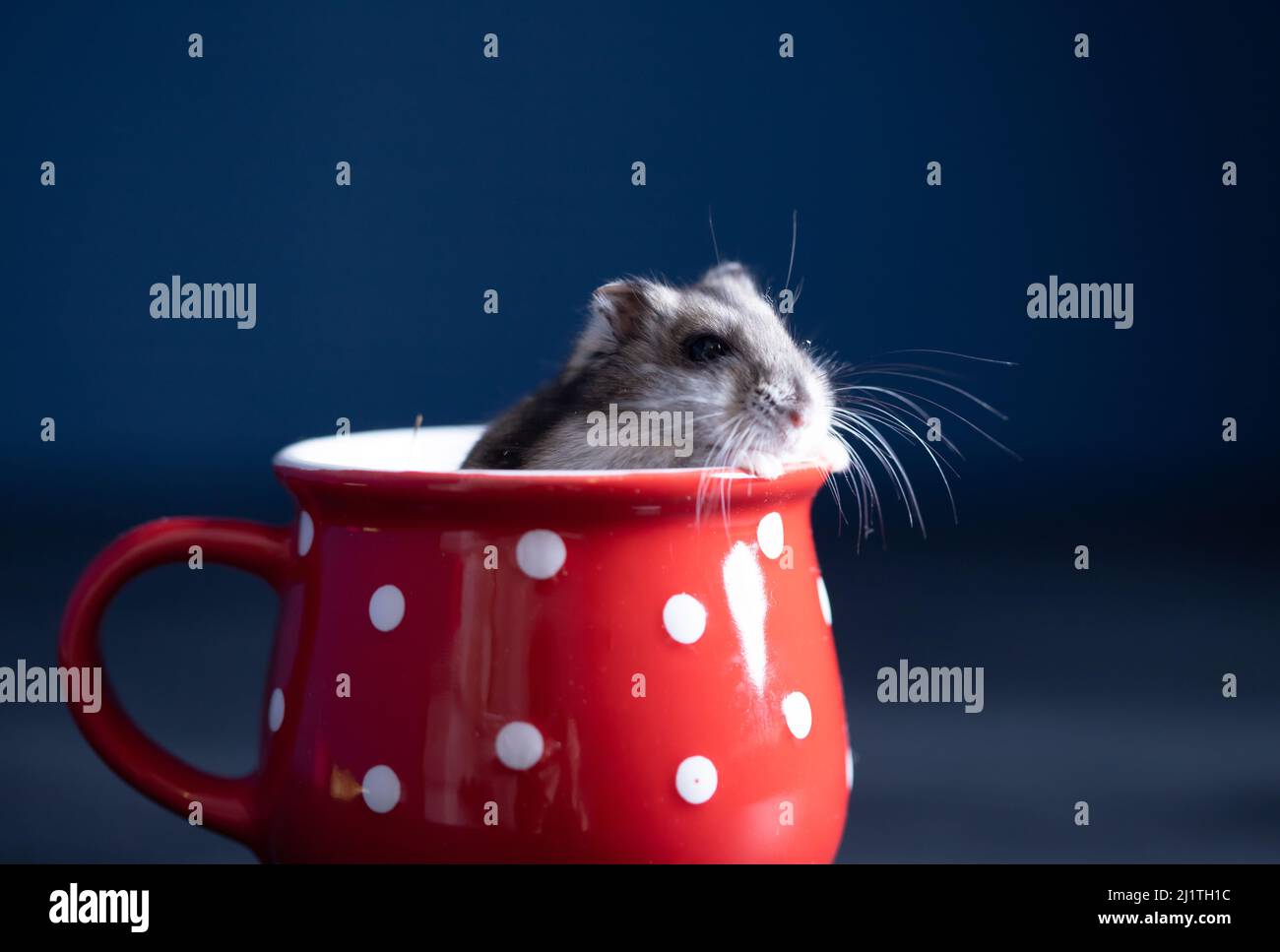 Hamster a cup hi-res stock photography and images - Alamy