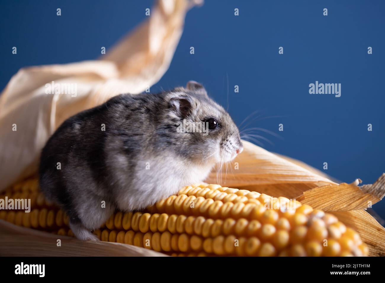 Studio photo of funny little hamster with corn Stock Photo - Alamy