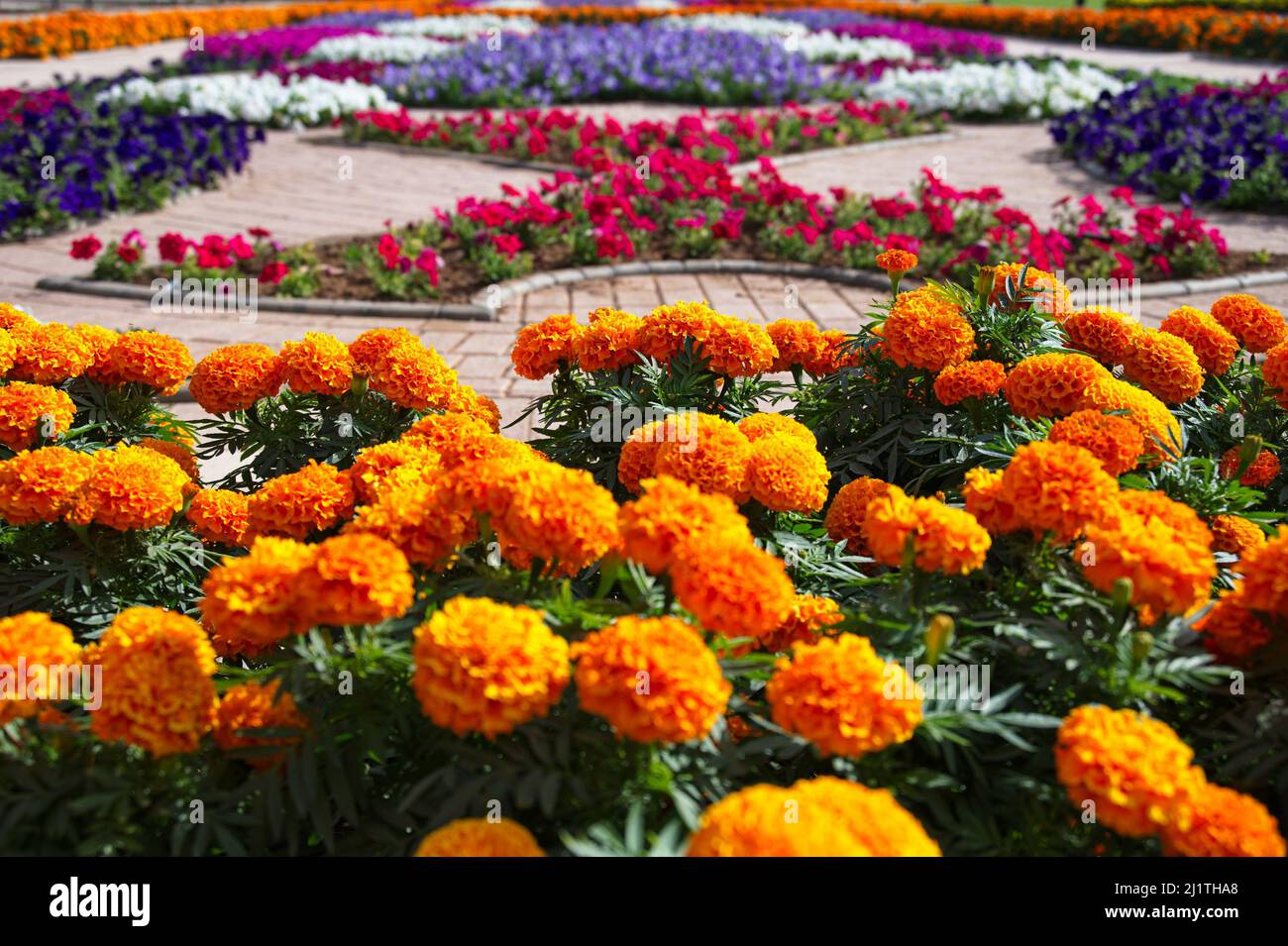 Beautiful colorful garden in Muscat, Oman Stock Photo - Alamy