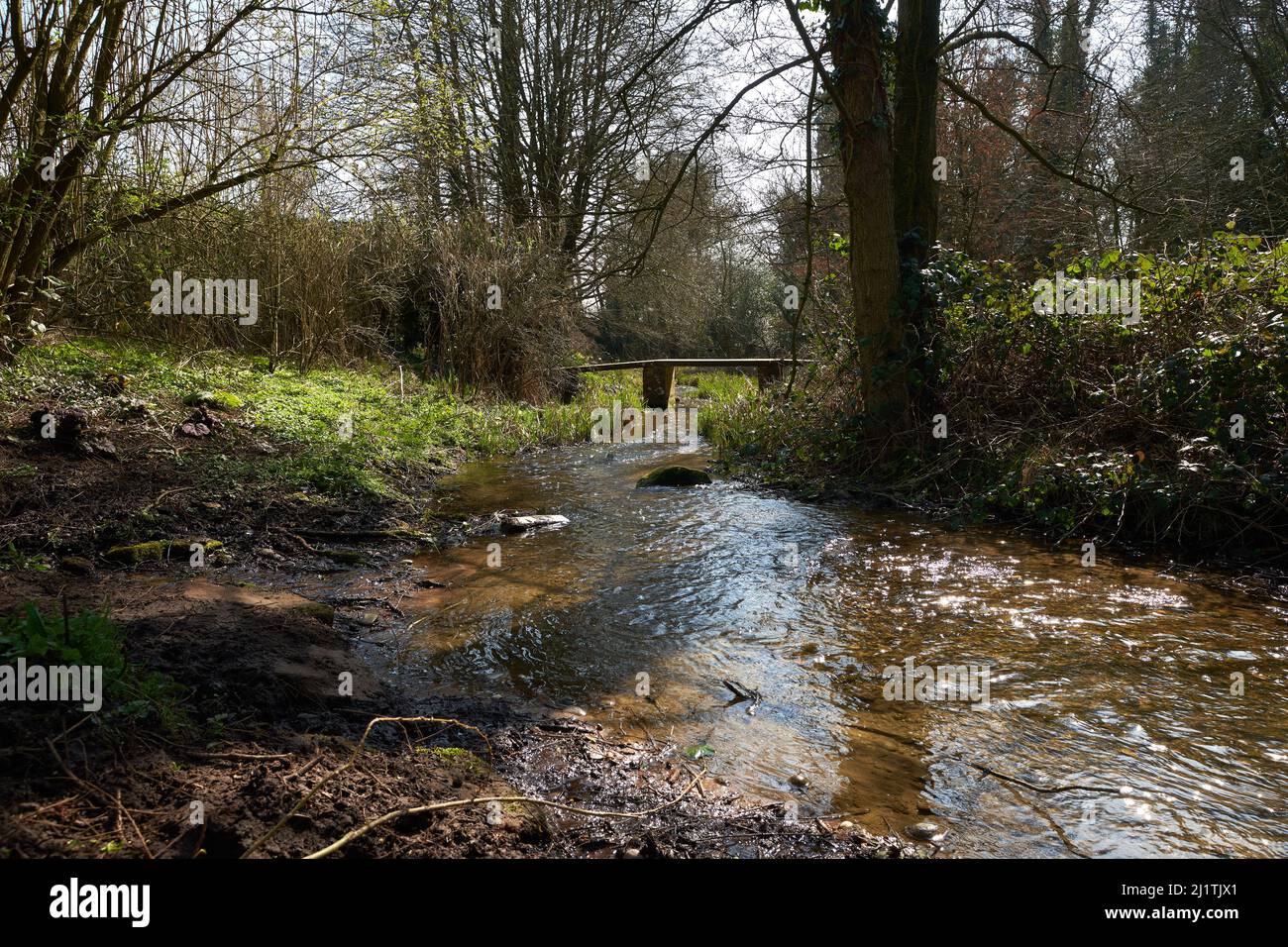 Calm woodland stream on a spring day Stock Photo - Alamy
