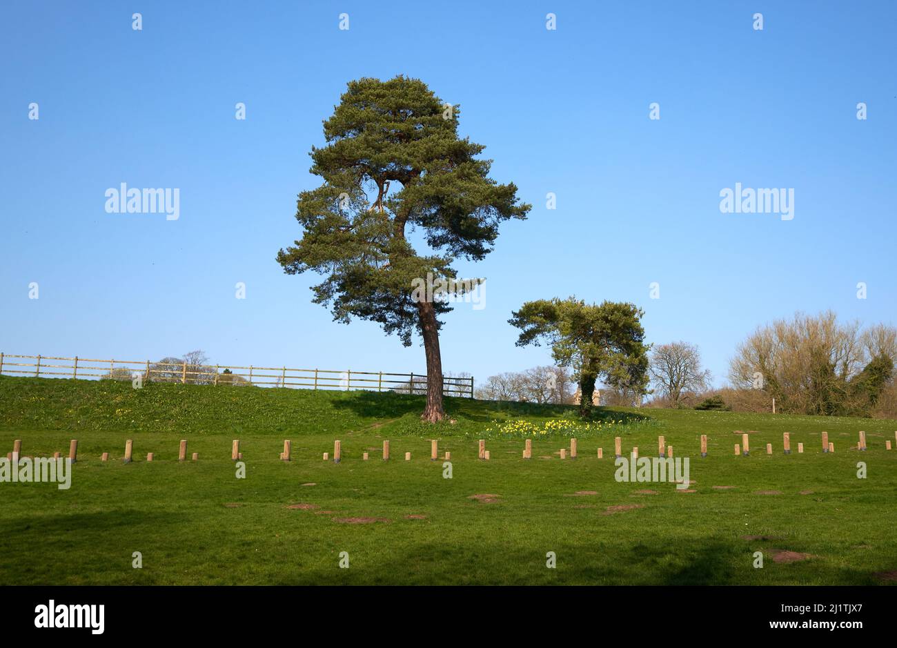 Two yew trees hi-res stock photography and images - Alamy