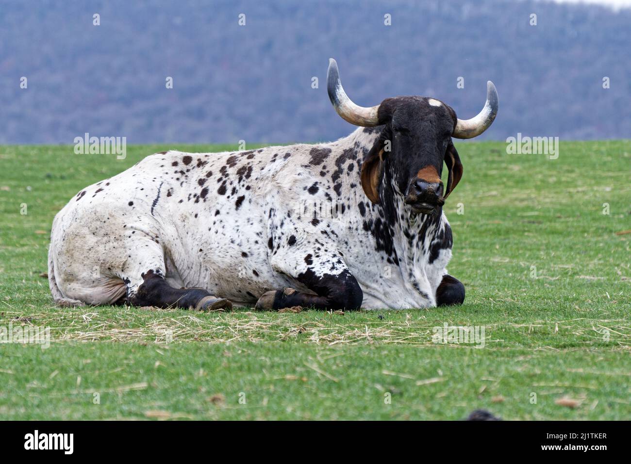 A big white bull with black spots lying on the green grass in a meadow ...