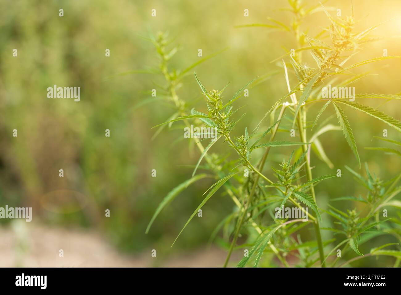 hemp cannabis, marijuana on the plantation Stock Photo - Alamy