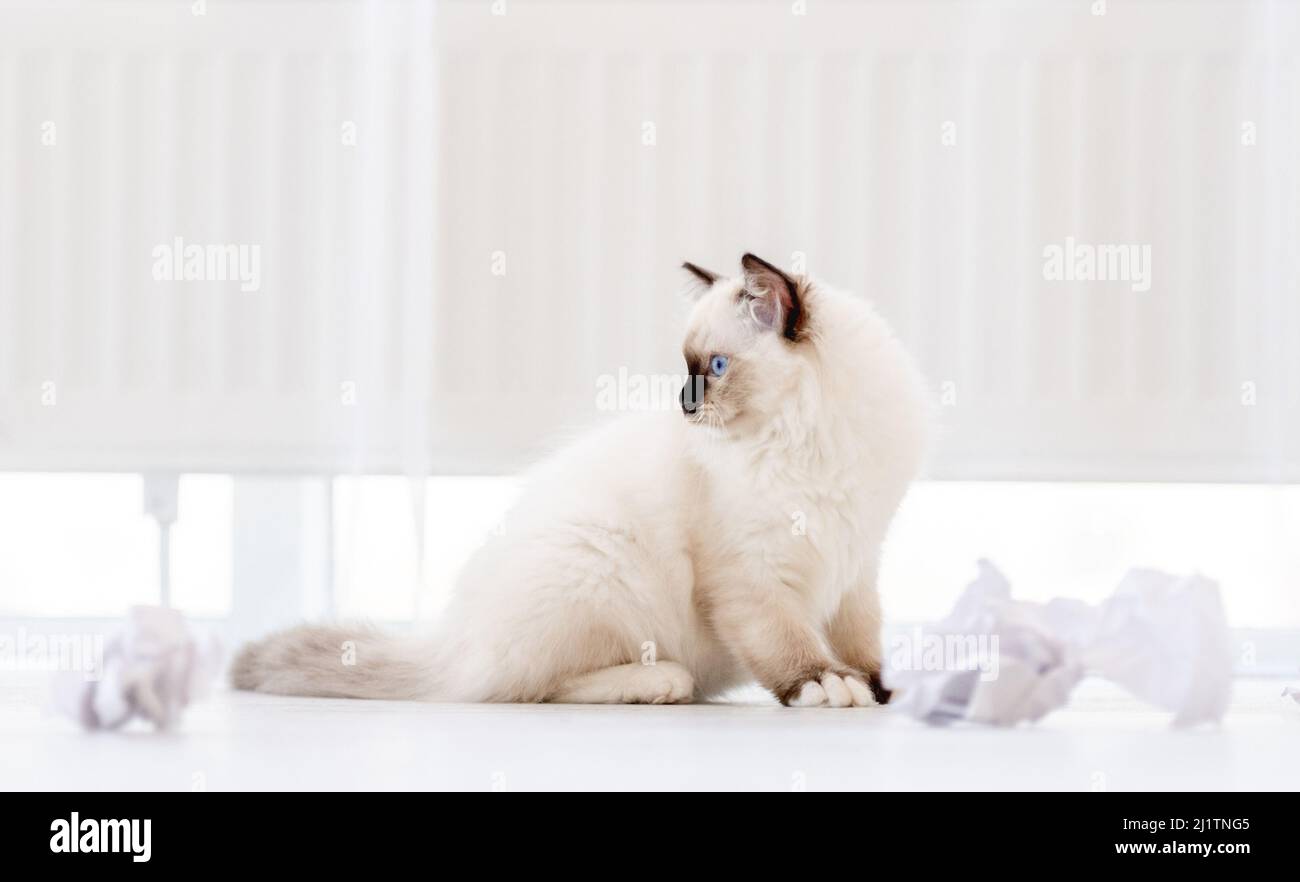 Domestic cat ragdoll standing hi-res stock photography and images - Alamy