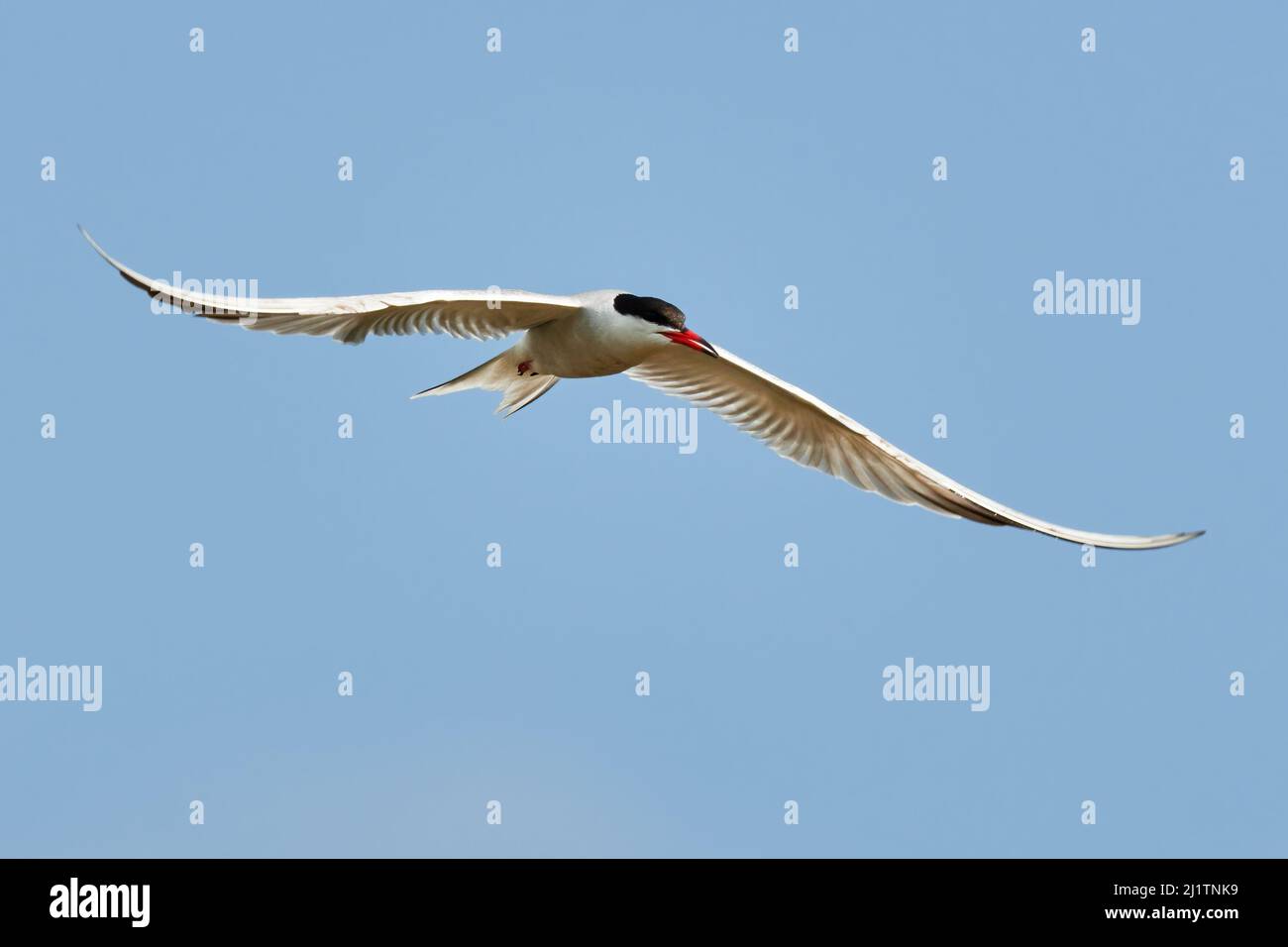 Common tern flying in the blue sky. With spread wings . Fast flight ...