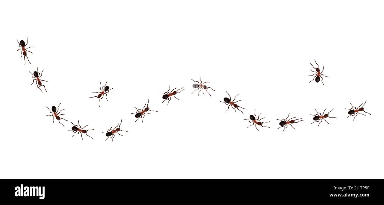 Brown worker ants trail line flat style design vector illustration isolated on white background ...
