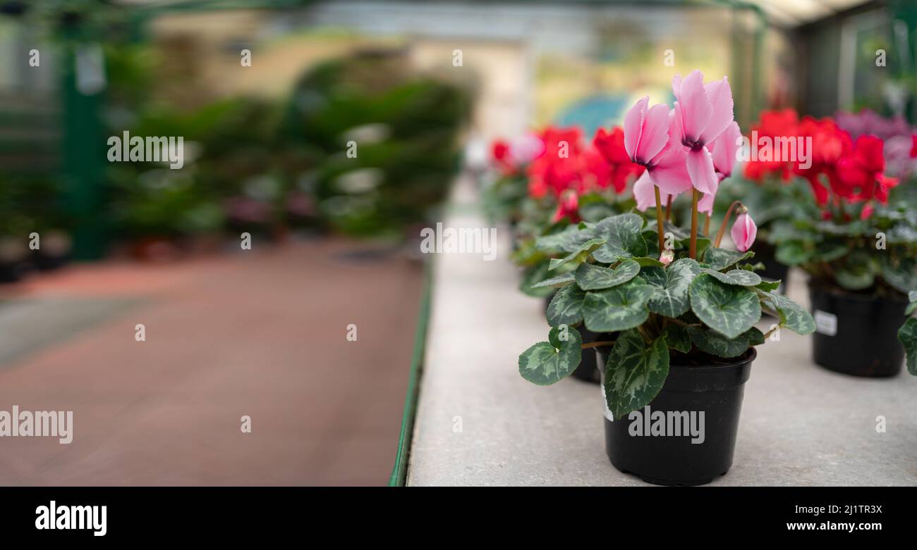 Cyclamen winter flowers in a greenhouse close-up. plant in a pot close ...