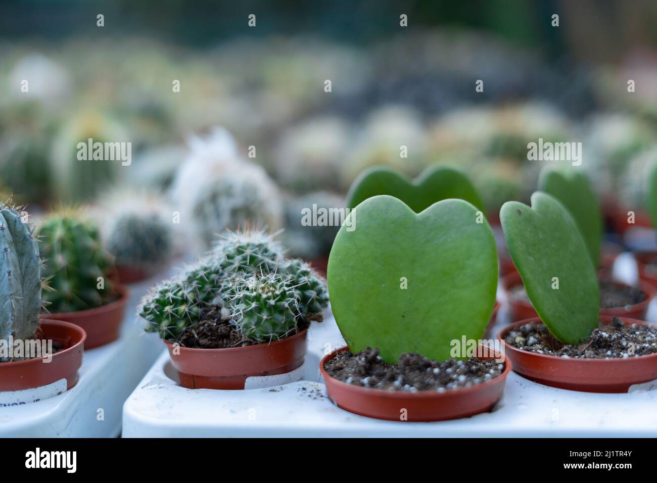 heart-shaped cactus plant in a flower pot, on display at a garden ...