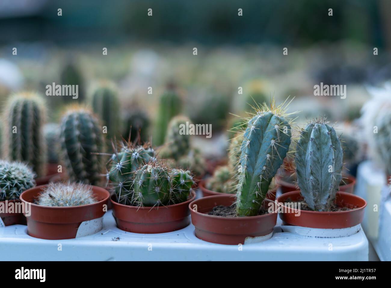 Garden department in a retail hypermarket - cacti, succulent and potted ...