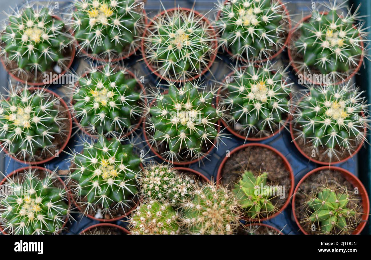 Cactus species hi-res stock photography and images - Alamy