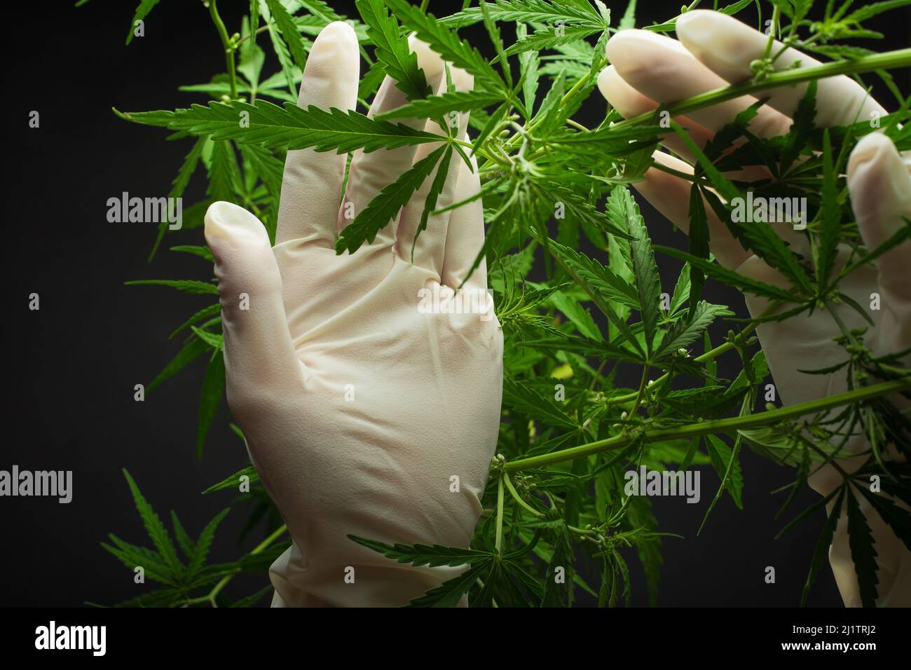 Concepts of harm hi-res stock photography and images - Alamy