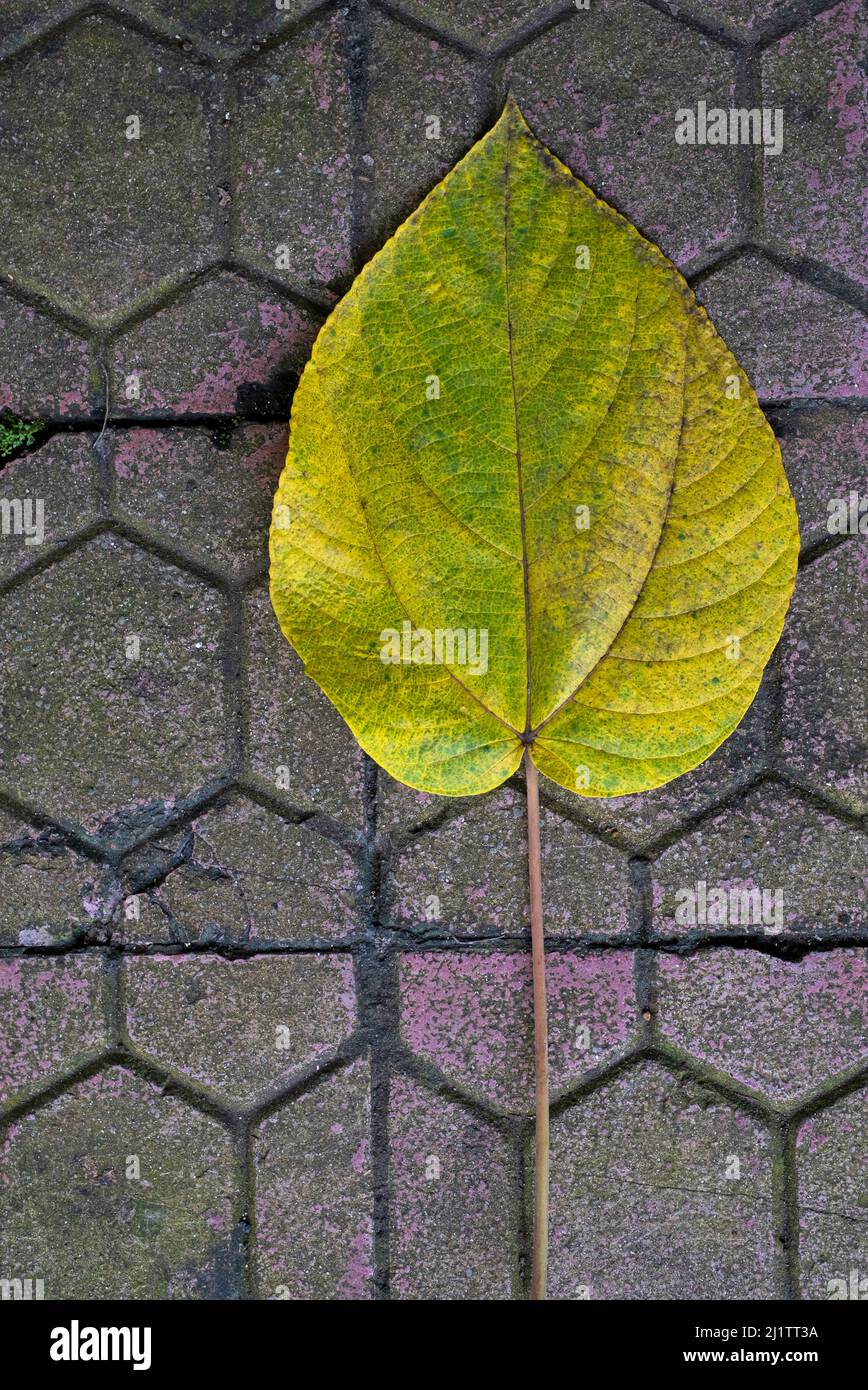 Single urban leaf hi-res stock photography and images - Alamy